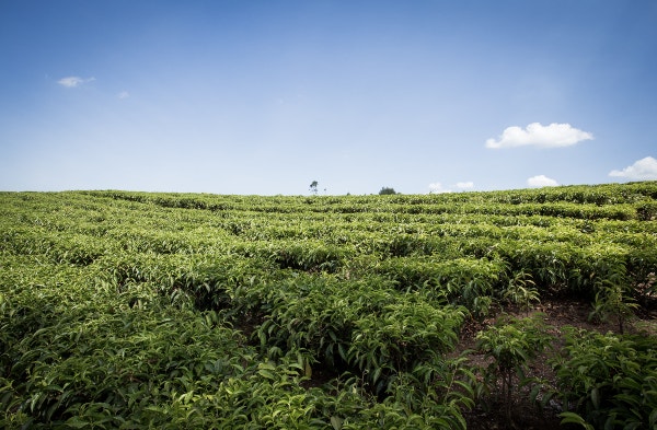 Climate Smart Food Digital Summit 2024